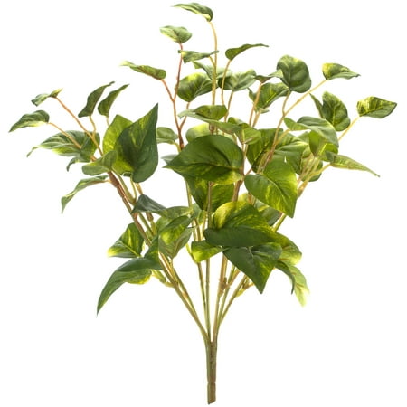 Mini Pothos Bush 12"- | Walmart Canada