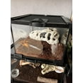 Mini Reptile Glass Terrarium Tank, cage for Tarantula Sling Geckos ...