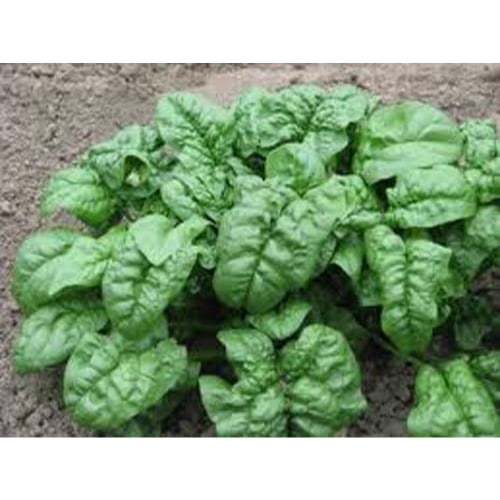 Spinach Giant Noble Great Heirloom Vegetable BULK 6,000 Seeds - Walmart ...
