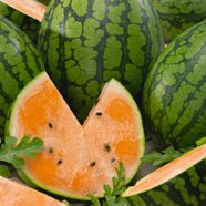 Fischers Ragwort - Gom Chwi - 1 Oz ~22500 Seeds - Non-GMO, Heirloom ...