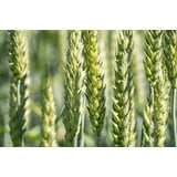 The Plant Good Seed Red Hard Spring Wheat Seeds - 200 Seeds ...
