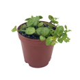 String of Turtles Peperomia Prostrata, Vining Plant, Live Tiny Mini Pixie Plant, 2 inch Pot by ...