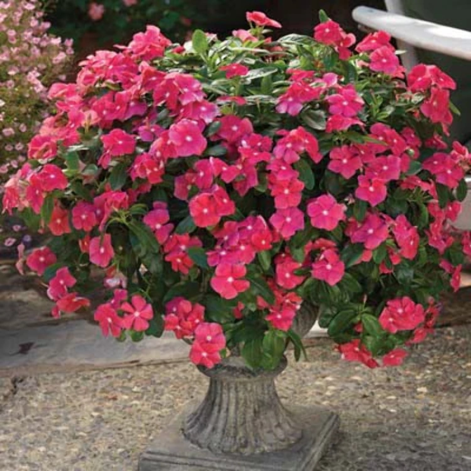 Vinca Cora Cascade Cherry F1 Seed - Walmart.com