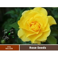 Rare Rose Seeds Meteor Shower Red Yellow Rose Bush 20 Seeds - Walmart.com