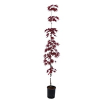 Expert Gardener 4-5' Maple Japanese Orangeola in 2 gal. Grower Pot ...