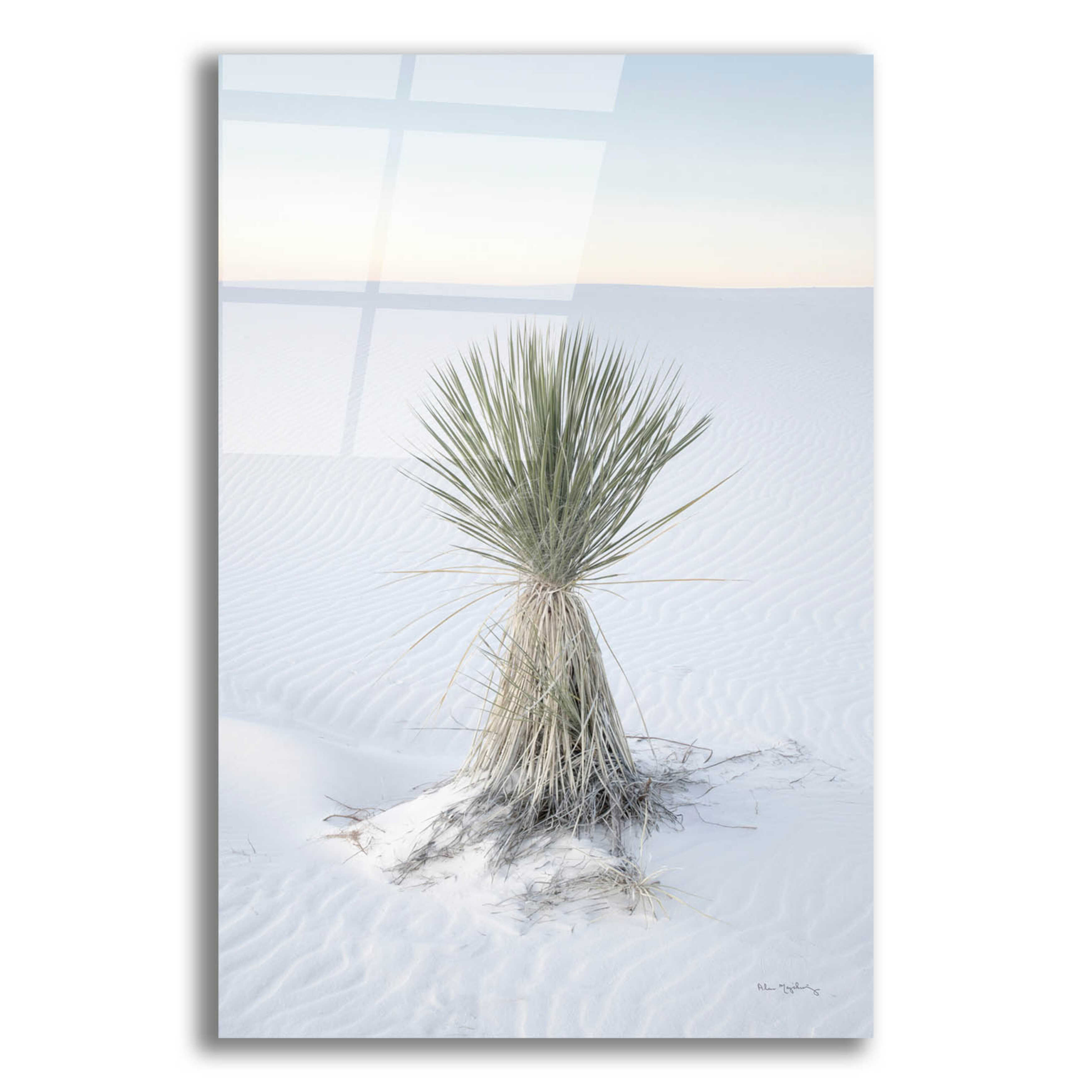 Epic Art 'Yucca in White Sands National Monument' by Alan Majchrowicz ...