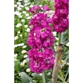 50 Rose PINK STOCK Matthiola Incana Ten-Week Gillyflower Seeds ...