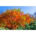 30 FLAMELEAF SUMAC TREE Shining Dwarf Winged Rhus Schmaltzia Copallina ...