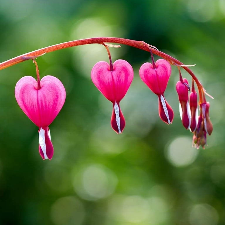 Unique Pictures Of Flowers