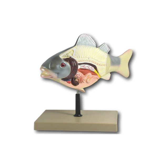 3D Fish Dissection Model, 14" Length - Walmart.com
