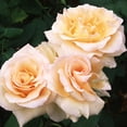 Heirloom Roses - Apricot Nectar Grandiflora Rose Bush - Fragrant Rose ...
