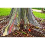CZ Grain Rainbow Eucalyptus Tree Seeds, 50 Fresh Seeds, Stunning ...