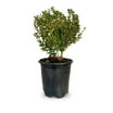 Expert Gardener Compacta Japanese Holly (2.5 Quart) Compact Evergreen ...