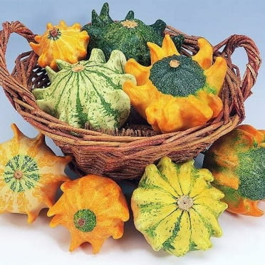 Silver Edge Pumpkin Seeds for Planting (10 Seeds) - Exotic Striped ...