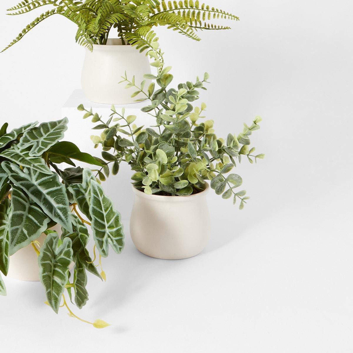 Click here for Anko Artificial Dollar Gum Eucalyptus In Pot prices