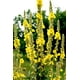 Bulk 100 Seeds Mullein Seed Ornamental Plant Flowering, Heirloom- Non ...