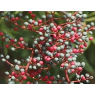 Chinese Date Bonsai Tree Seeds for Planting - 6 Seeds - Jujube, Chinese ...