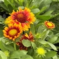 Arizona Sun' Blanket Flower 2 Gallon (Pack of 2) - Walmart.com