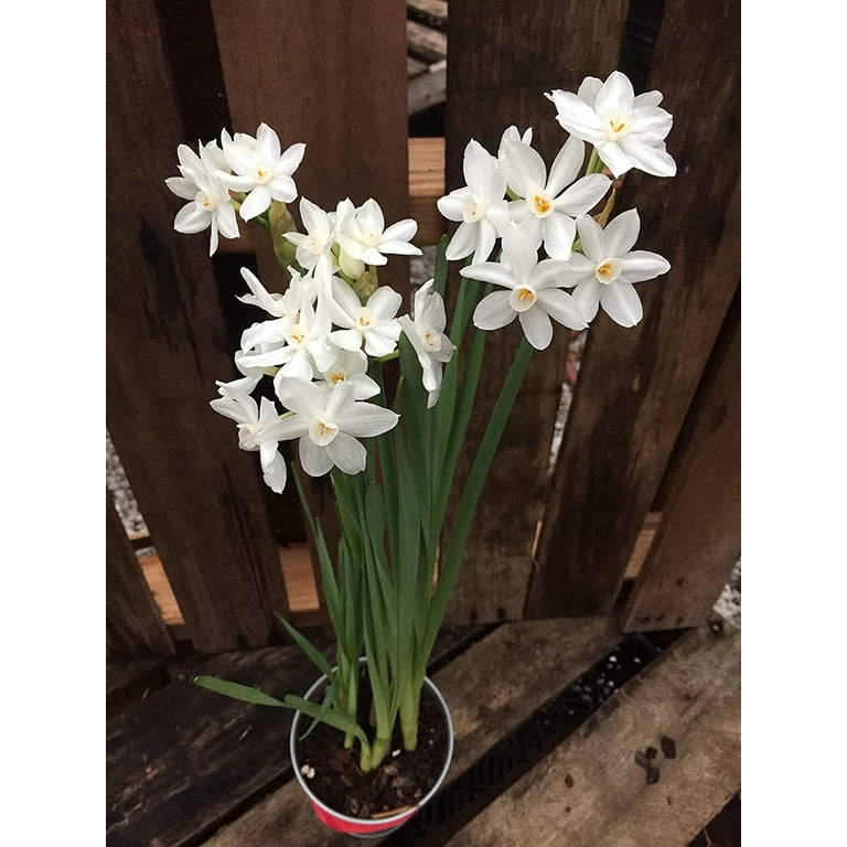 Narcissus Ziva Paperwhites