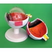 Axis Scientific 5X Life-Size Human Eye Model, 7-Part Anatomy Replica ...