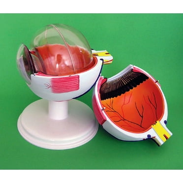 Axis Scientific 5X Enlarged Human Eye Model, Eyeball Anatomy, Multi ...