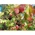 20 GOLDEN CURRANT SHRUB Black Fruit Yellow Flower Ribes Chrysobotrya ...
