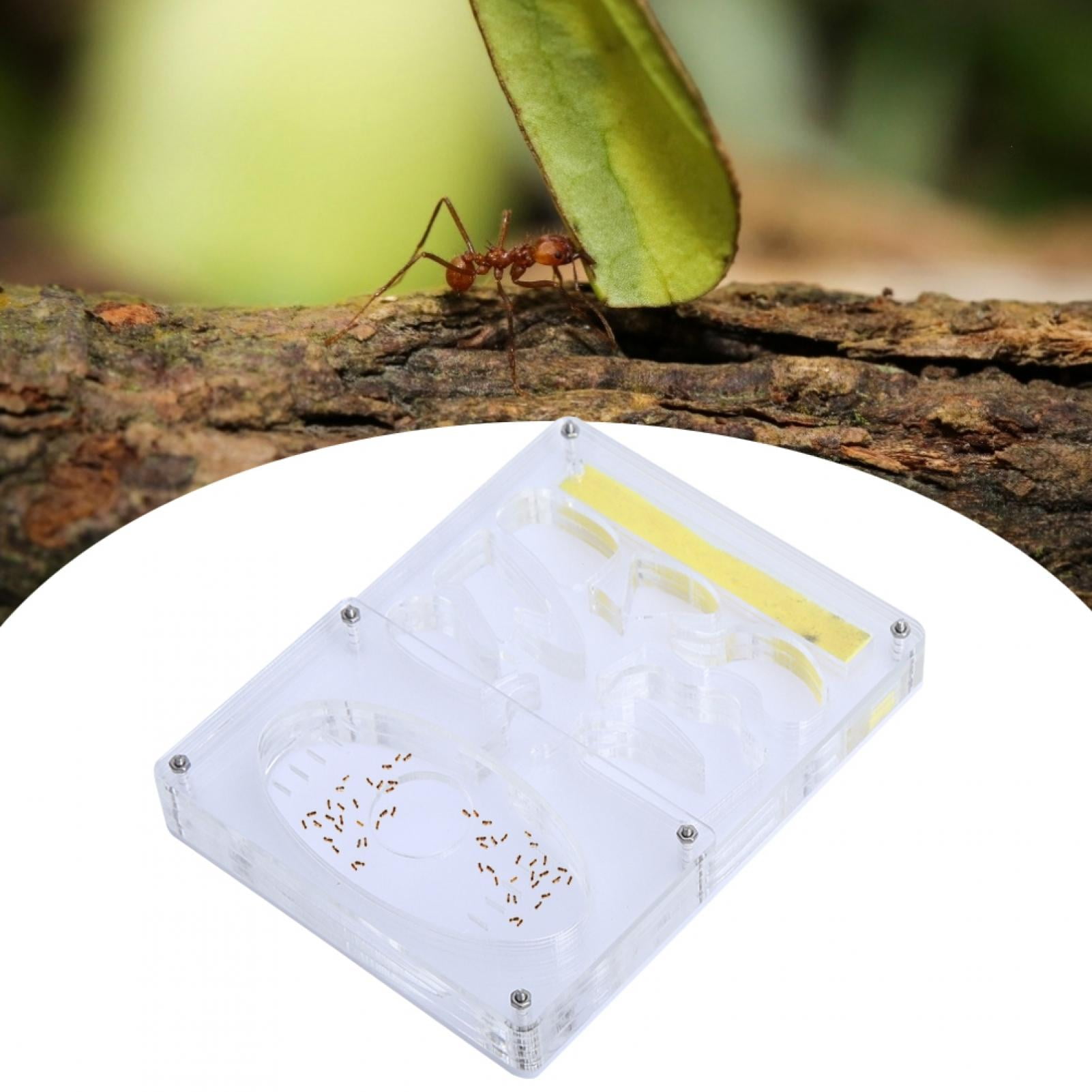 Insecte LAFGUR, boîte à fourmis à insectes, animaux de compagnie ...
