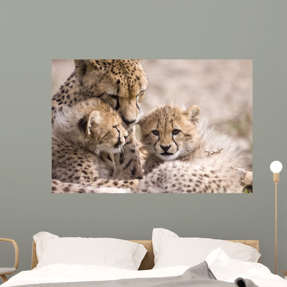 Cheetah Wall Mural by Wallmonkeys Peel and Stick Graphic (48 in W x 32 ...