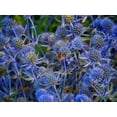 25 BLUE Star SEA HOLLY Eryngium Alpinum Flower Seeds - Walmart.com
