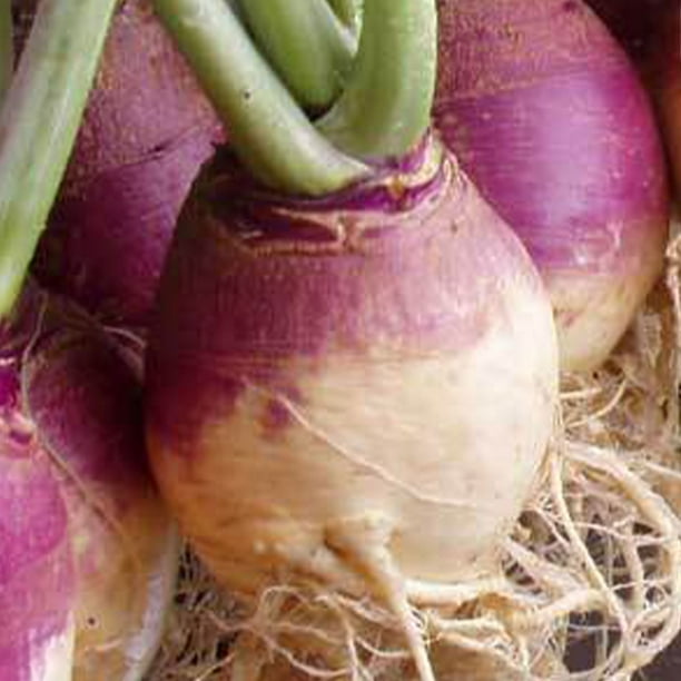 American Purple Top Rutabaga Seed 2 g ~600 Seeds - Heirloom, Non-GMO ...