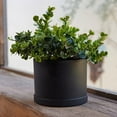 Bloem Mathers Round Planter with Saucer Tray: 8" - Black - Modern ...