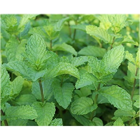 Golden autumn farm -Spearmint Mint Spearmint Mint 200 Perennial Root ...