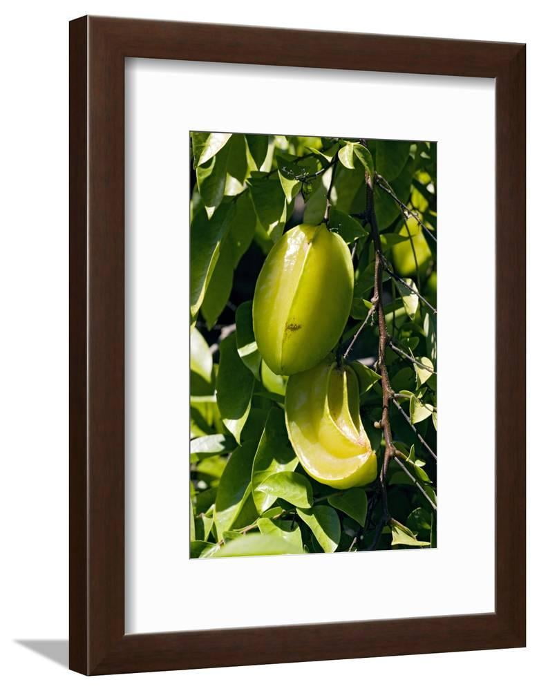 Star Fruit Averrhoa Carambola, Botanical Scenic World Culture Framed ...