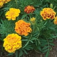 Burpee Happy Days Mixed Colors Marigold Flower Seed, Heat Tolerant ...