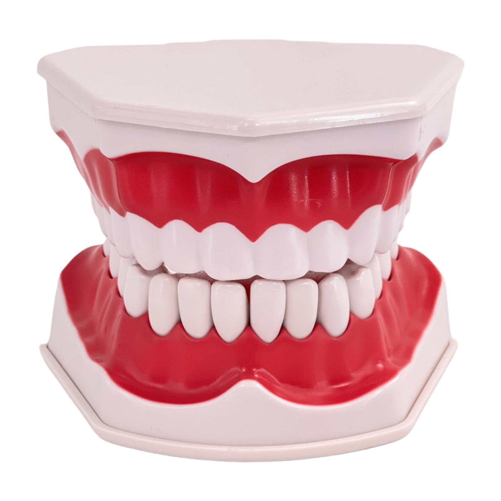Modelo de diente para adultos Modelo de diente limpio Estándar de ...