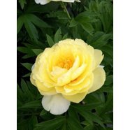 Peony Raspberry Sundae - Fragrant - Raspberry/Pink/White - Bareroot - 2 ...