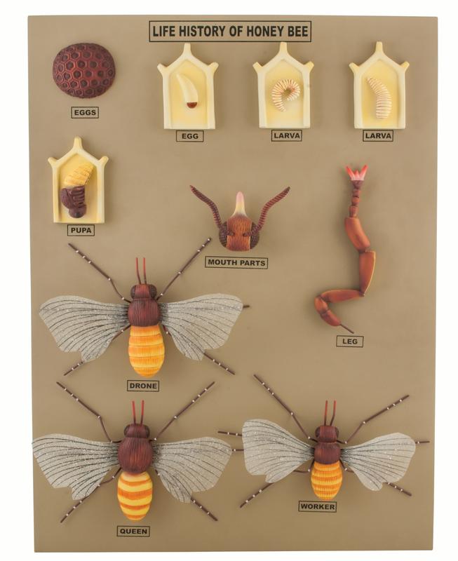 Jumbo Life Cycle of the Honey Bee Model - Walmart.com