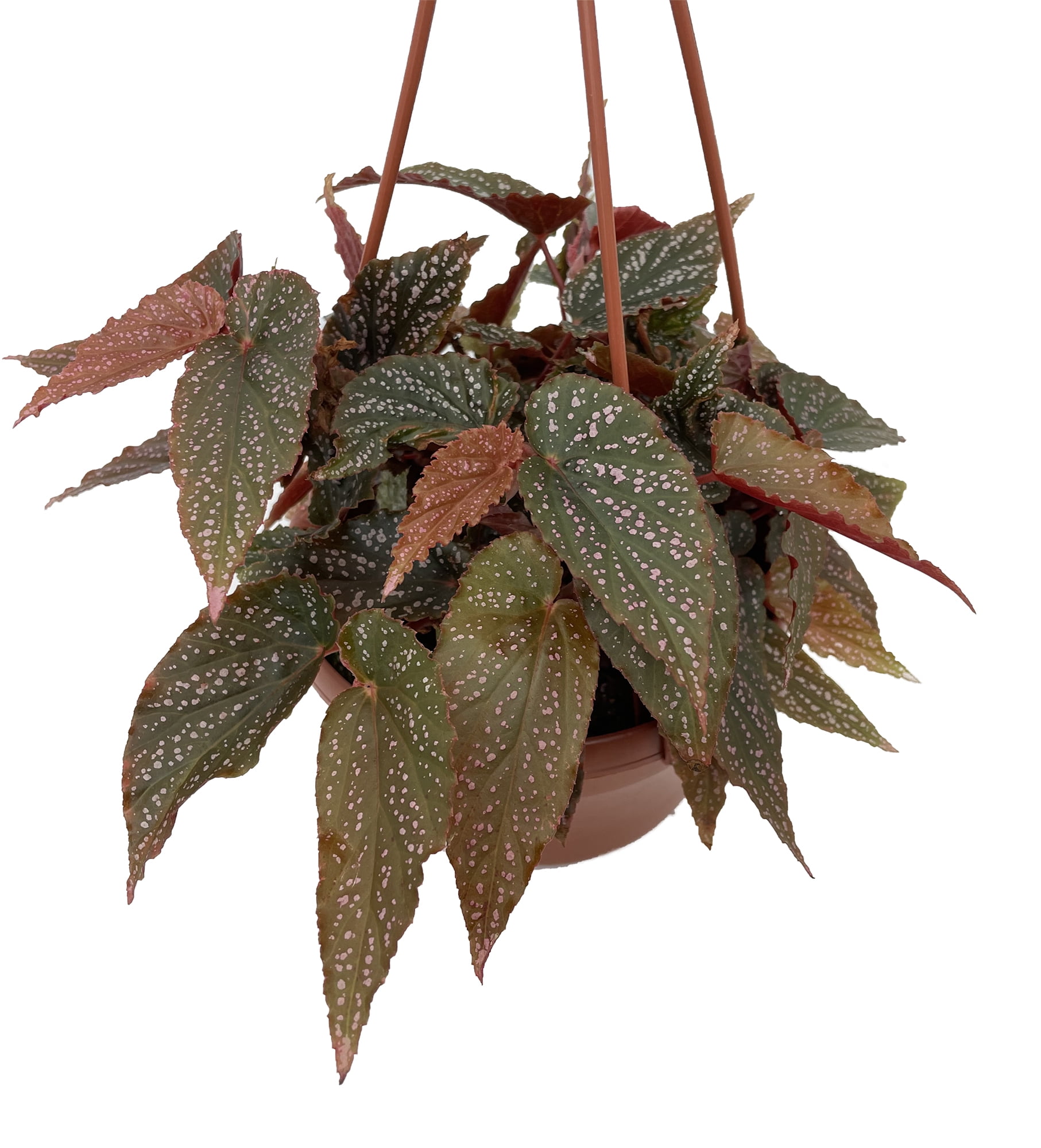 Benigo Fancy Angel Wing Begonia - 6" Hanging Basket - Great House Plant ...