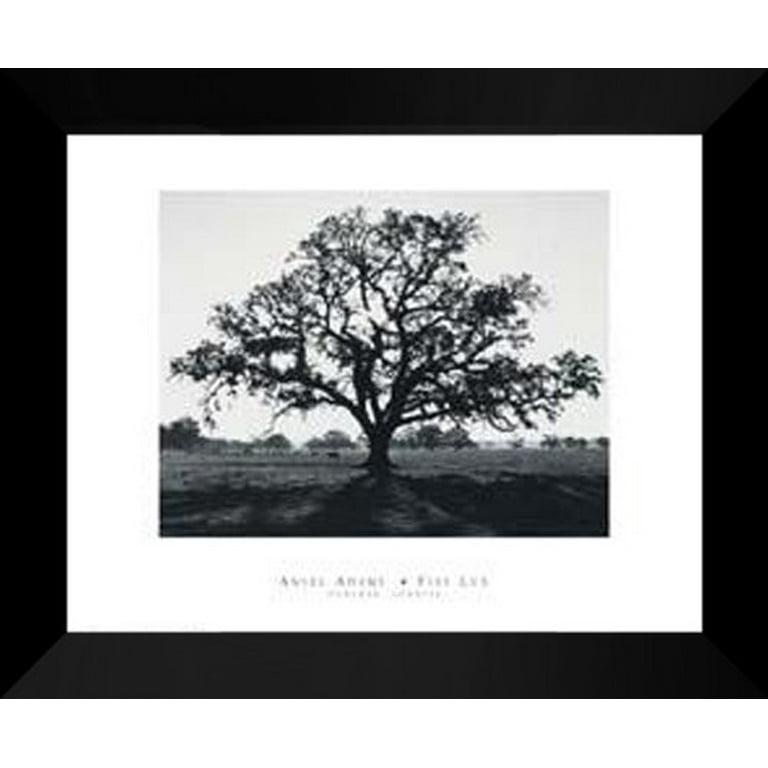 Ansel Adams Tree