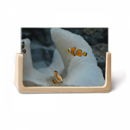 Ocean Clownfish Fish Science Nature Picture Photo Wooden Photo Frame ...