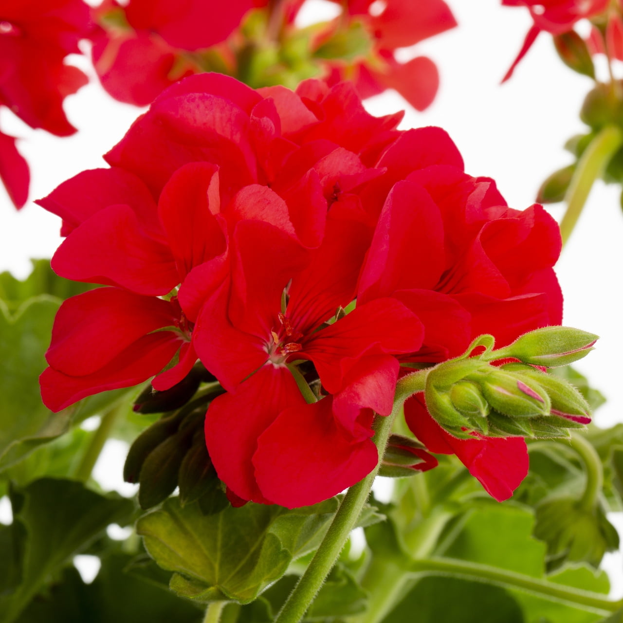 Red Geranium
