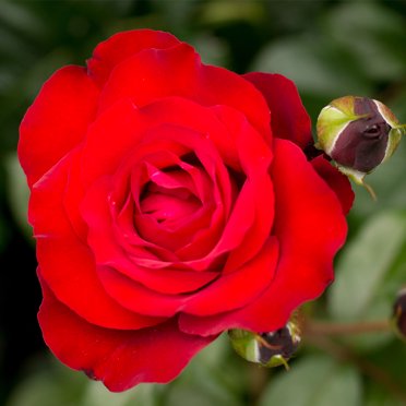 Polynesian Punch™ Floribunda Rose by Heirloom Roses - Live Rose Plants ...