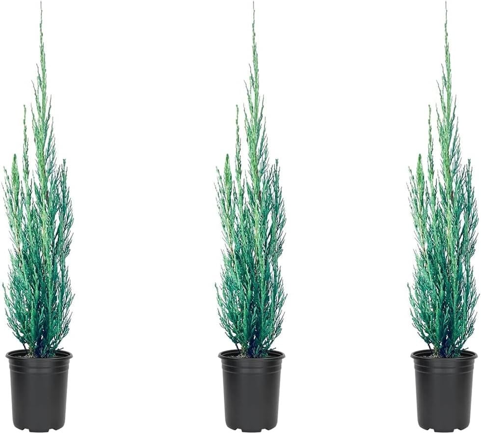 Skyrocket Juniper - 3 Live 4 Inch Pots - Juniperus Scopulorum - Formal ...