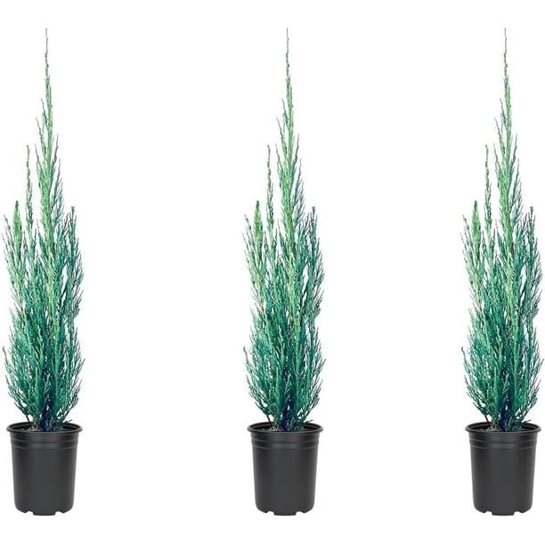 Skyrocket Juniper - 3 Live 4 Inch Pots - Juniperus Scopulorum - Formal ...