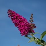 First Editions Buddleia Funky Fuchsia Live Shrub in 2-Gallon Grower Pot ...
