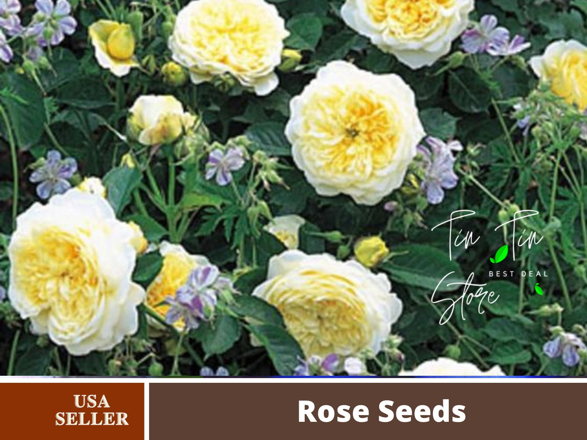 30 Rare Seeds| Yellow The Pilgrim Rose Bush Flower Seeds#1120 | Seeds ...