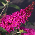 Raspberry Butterfly Bush Live Plant, Butterfly Bushes Ready to Plant ...