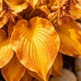 Midnight Blue & Autumn Gold Hostas for Planting-(Non-Artificial)-No ...