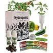 Modern Sprout Basil Grow Kit 1 pk - Walmart.com