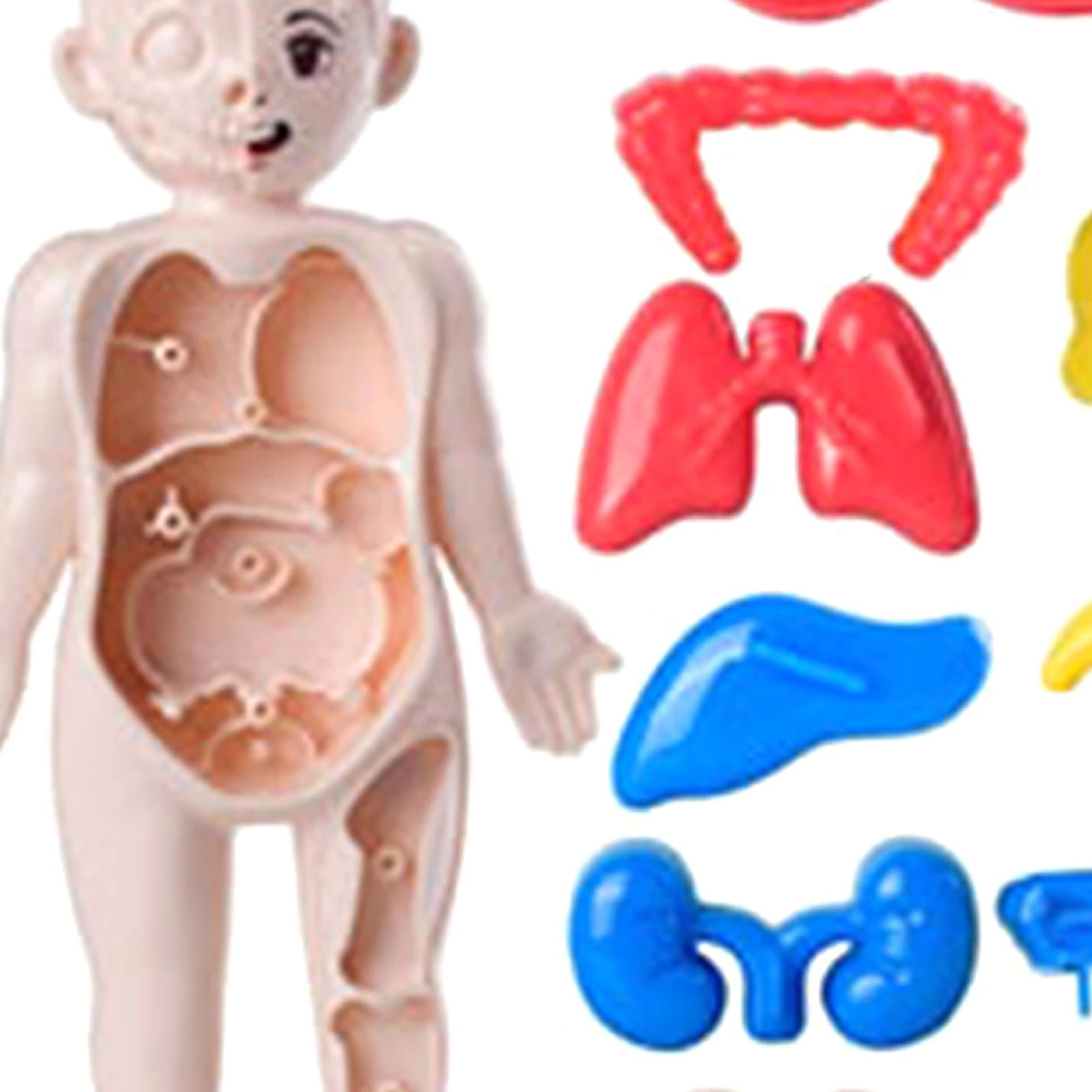 Child Body Parts